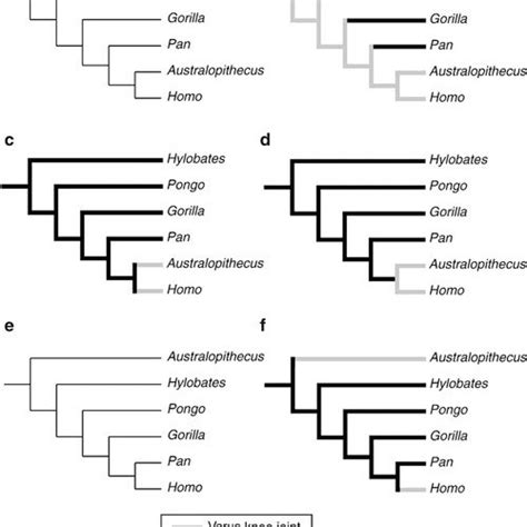 Hypothetical Cladogram A And Phylogenetic Tree B Of Evolution