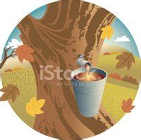 Maple Tree Sap C Royalty Free Vector Stock FreeImages