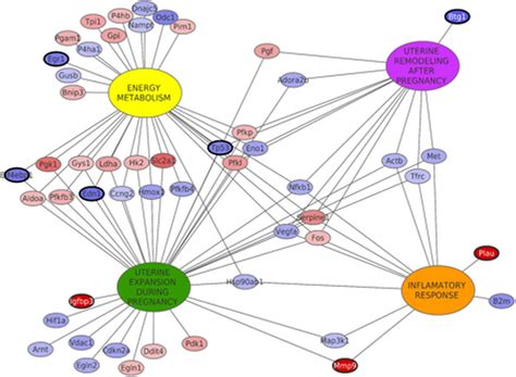 network modeling of gene expression and functional relationship between