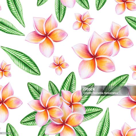 흰색 배경에 분리된 나뭇잎이 있는 플루메리아 꽃의 사실적인 열대 그림이 있는 수채화 매끄러운 패턴 아름 다운 식물 손으로 그린 프랜지 파니 클립 아트입니다 디자이너 스파
