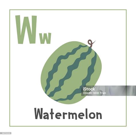수박 클립 아트 수박 벡터 일러스트 레이 션 만화 평면 스타일 과일은 문자 W로 시작합니다 과일 알파벳 카드 학습 편지 W 카드 어린이 교육 귀여운 수박 벡터 디자인 2 3