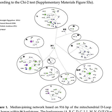 Median Joining Network Based On 916 Bp Of The Mitochondrial D Loop Download Scientific Diagram