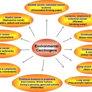 Various Cancers That Have Been Linked To Environmental Carcinogens The Download Scientific