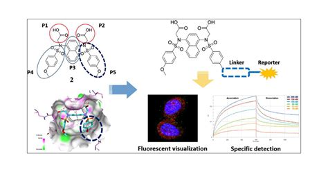 Design Synthesis And Initial Evaluation Of Affinity Based Small