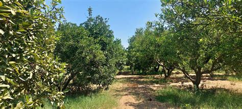 120شجرة برتقال وقارص بالمهاذبة بوعرقوب