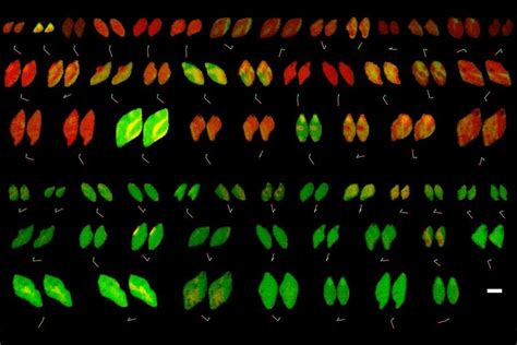 Learning Heterogeneous Reaction Kinetics From X Ray Videos Pixel By Pixel Toyota Research