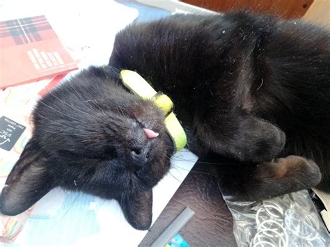 Chlorrie Has Lost The Plot In This Heat Album On Imgur