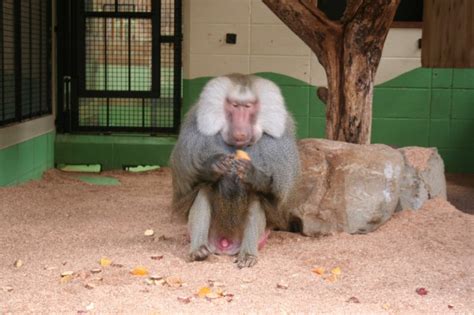 マントヒヒ 大内山動物園【公式ホームページ】