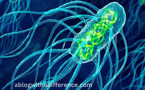 Salmonella Typhi And Paratyphi 9 Solid And Best Difference You Should Know A Blog With A