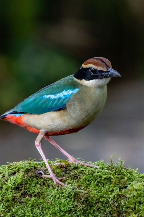 기후·멸종저항지도