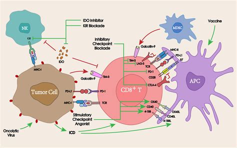 Interaction Between Immunotherapy And Pd 1 Pd L1 Blockade In The Tme Download Scientific