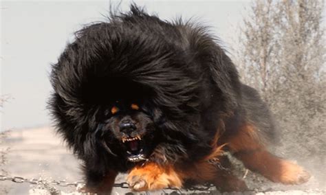 Top Ten Most Dangerous Dog Breeds In The World