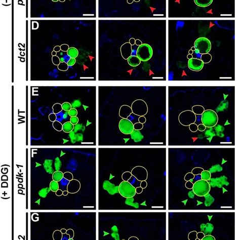 Cfda Movement Assay A Confocal Laser Scanning Micrographs Of Cfda