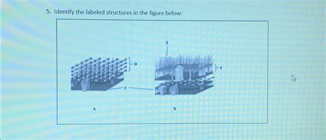 Identify The Labeled Structures In The Figure Below Chegg