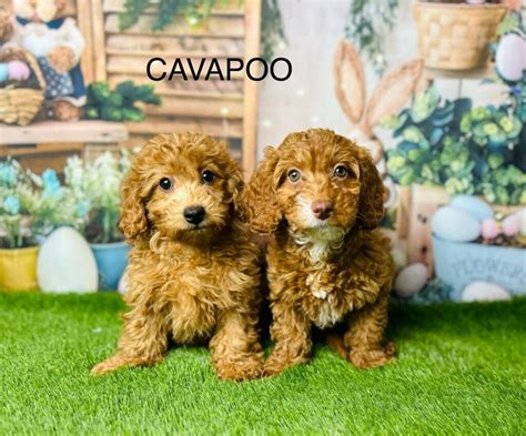 Cavapoo Puppies How To Stop Them From Biting Your Hands Dhk