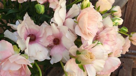 17 Dreamy Ranunculus Varieties To Grow This Spring