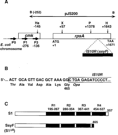 A General Representation Of The E Coli Chromosome Region