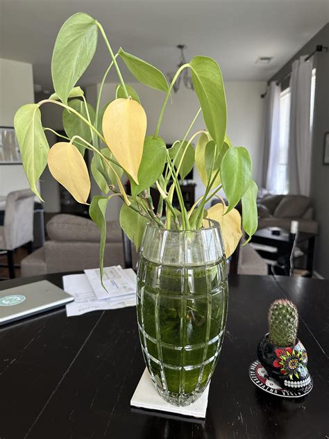 Is My Philodendron Root Rot R Plantclinic