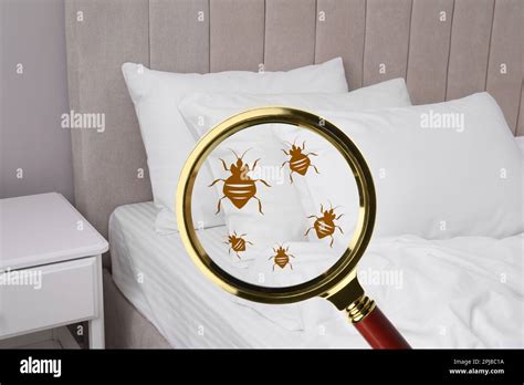 Magnifying Glass Detecting Bed Bugs In Bedroom Closeup View Stock
