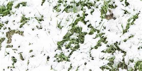 Winter Lawn Care Tips For A Healthy Lawn Rochester Ny