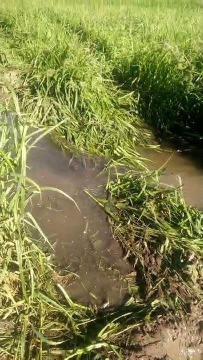 Кубота вездеход из ила часть 2 Т 16 Youtube