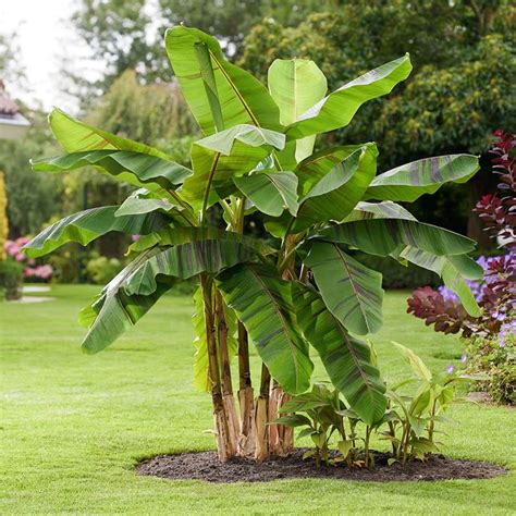 How To Grow A Banana Plant An Expert Growing Guide Ideal Home