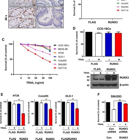 Runx3 Sensitizes Trail Induced Cell Death In Human Crc Cells A