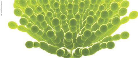 Mycotoxin Mitigation For Conventional And Unconventional Feed