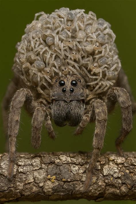 Spider The Mother Of Terror 🕷️ Think Youve Seen A Scary Spider