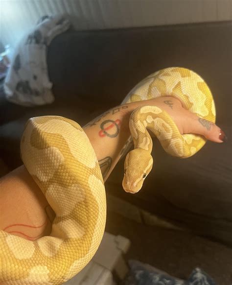 Happy Boy Rballpython