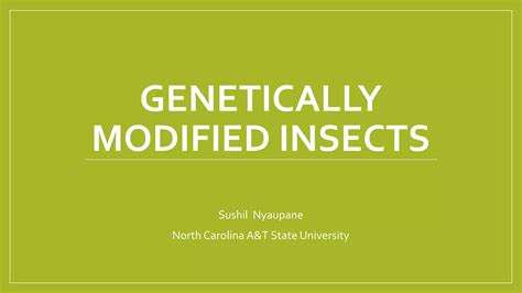 Genetically Modified Insects Pptx