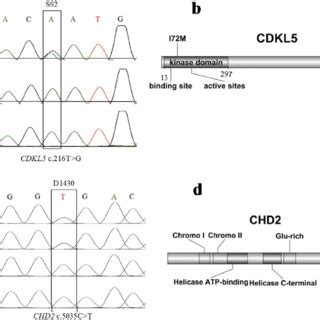 Examples Of Sanger Sequencing Validation And The Position Of Sequence Download Scientific