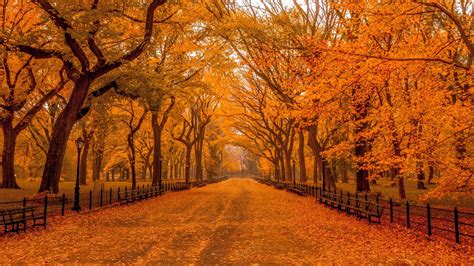 Central Park Fall In 4k Ultra Hd Wallpaper 4000x2250 Wallpaper Abyss