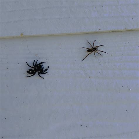 Spider Eats Spider Rspiders