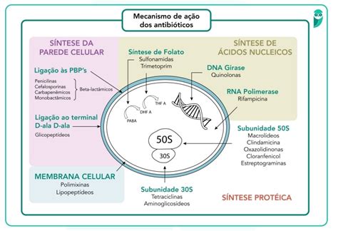 Resumo De Eritromicina Farmacologia Indicações E Mais