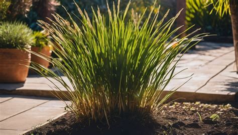 How To Grow And Care For Lemongrass Successfully In Australia Bindy