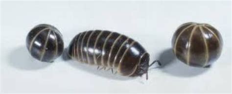 10 Interesting Pill Bug Facts My Interesting Facts