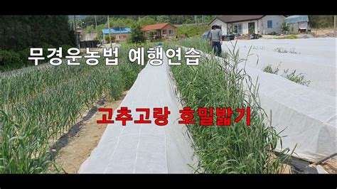 2023 05 15 고추고랑 호밀밟기 Youtube