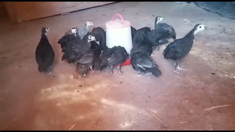 يومياتي مع دجاج 🐓 و شريت بيبي 🦃صغير Youtube