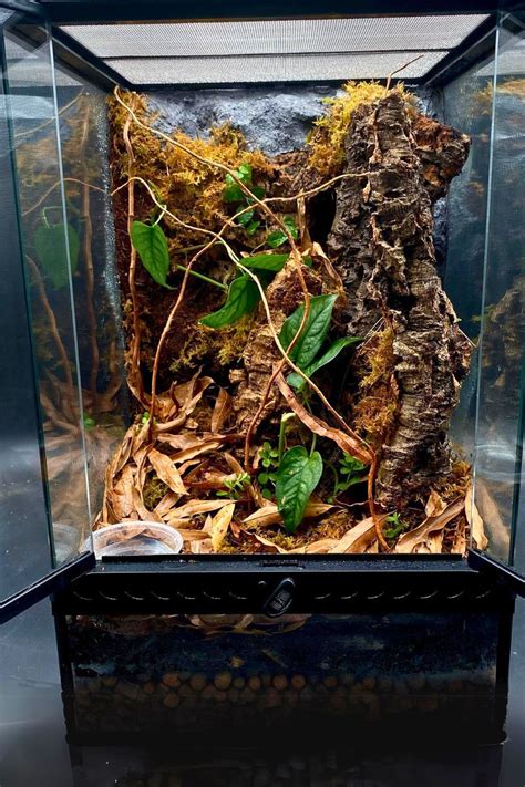 20 Arboreal Tarantula Enclosure Ideas