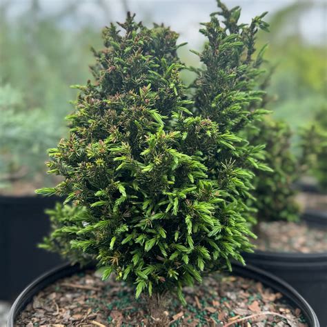 Trees Upstate Nursery