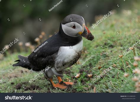 21380 Imágenes De Puffin Beak Imágenes Fotos Y Vectores De Stock