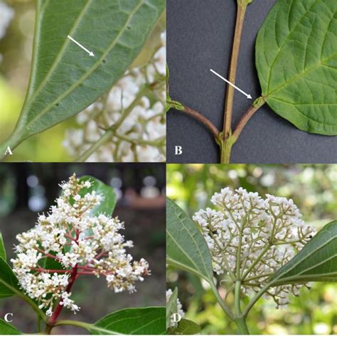 Buds Found In Viburnum In Korea A Naked Bud Without Scales A Pair Of