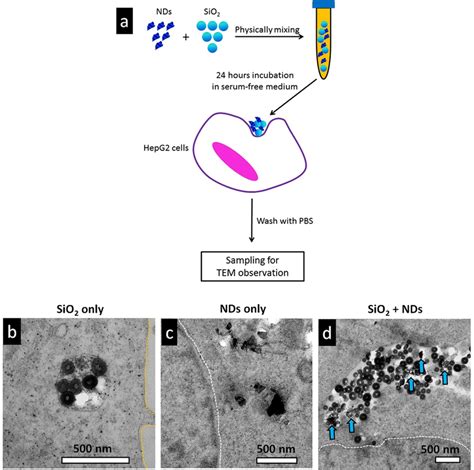 Evidence Of Nanodiamonds Rupturing The Endosomal Compartment Causing