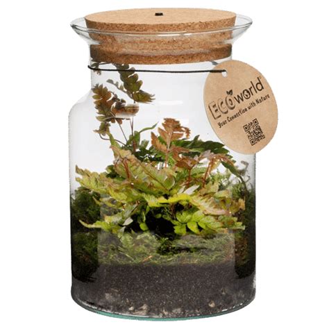 Buy Mini Ecosystem Plant Glass Pot With Lighting