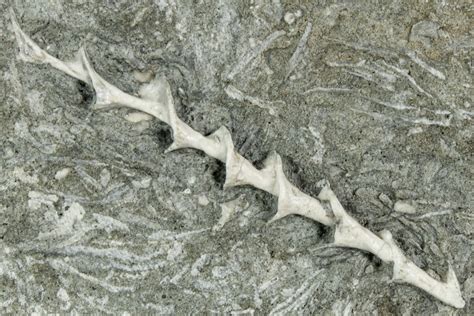 2 Archimedes Screw Bryozoan Fossil Illinois 240560 For Sale