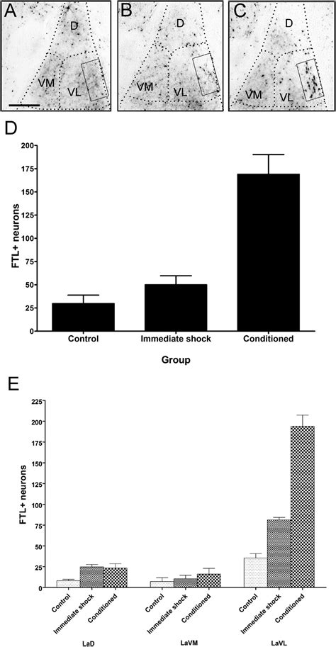 A Discrete Population Of Neurons In The Lateral Amygdala Is Specifically Activated By Contextual