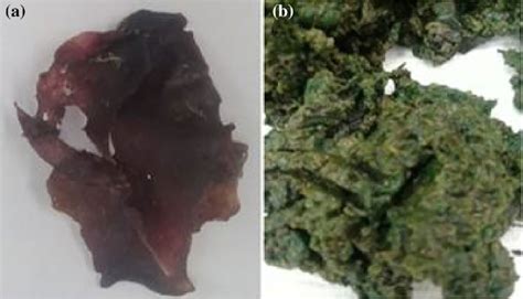 Red Algae A And Green Algae B Download Scientific Diagram Red Algae A And Green Algae B Download Scientific Diagram