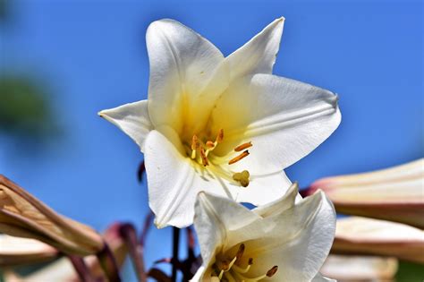 80000 Free Lily Love And Love Images Pixabay 80000 Free Lily Love And Love Images Pixabay