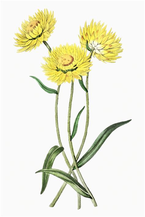 Vintage Illustration Of Ferraria Tigrina Flower Royalty Free Stock Illustration 503766